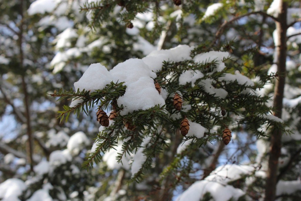 Photo of The Week: Snow Cones | Bucks Happening