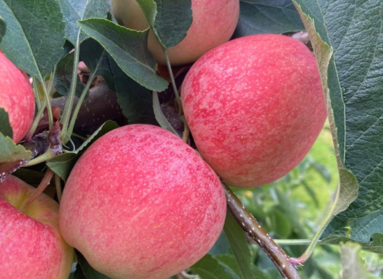 2021 Bucks County Fall Guide | Bucks Happening